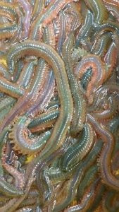 Wild Live Hand Dug Rag Worm | Hook, Line & Tackle